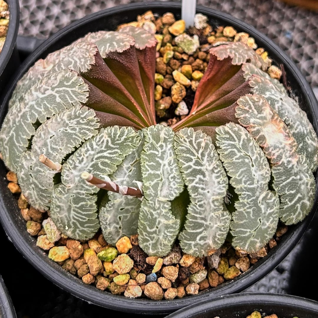 Live Succulents -rare Succulents -haworthia Yuji - Etsy