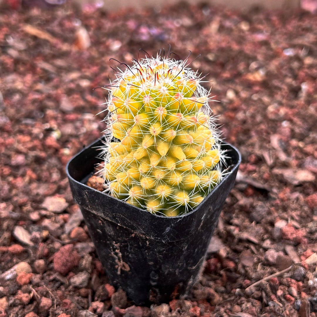 Live Cactus-rare Cactus-mammillaria Jaliscana Red - Etsy