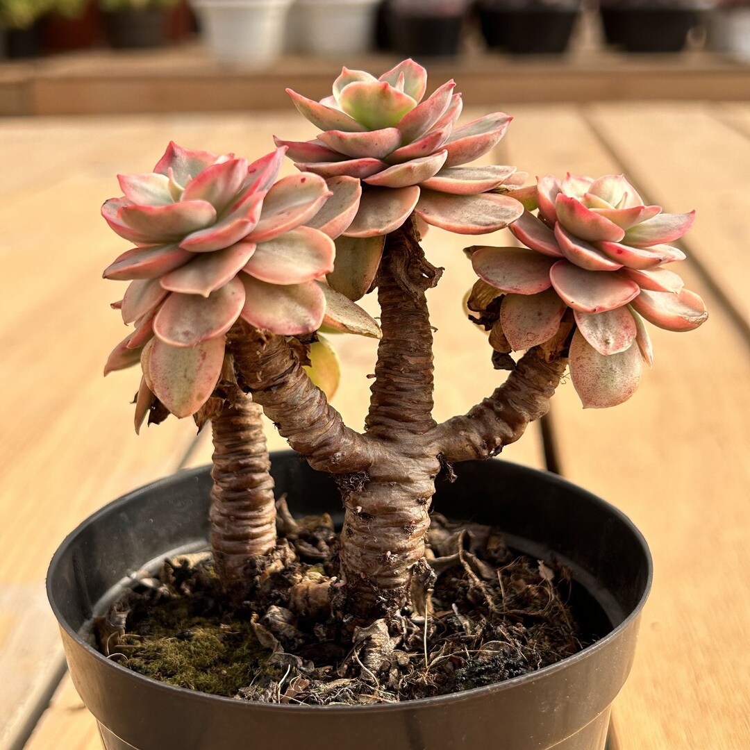 Live Succulents -rare Succulents -echeveria Suyon Variegata - Etsy
