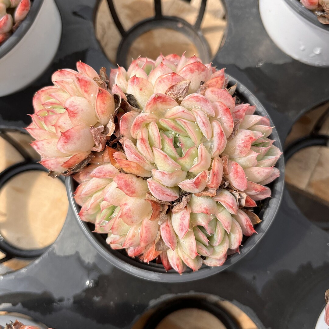 Live Succulents -rare Succulents - Echeveria Rasberry Ice - Etsy