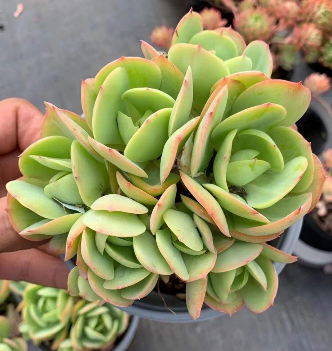 Live Succulents -rare Succulents -multihead Succulents -echeveria ...