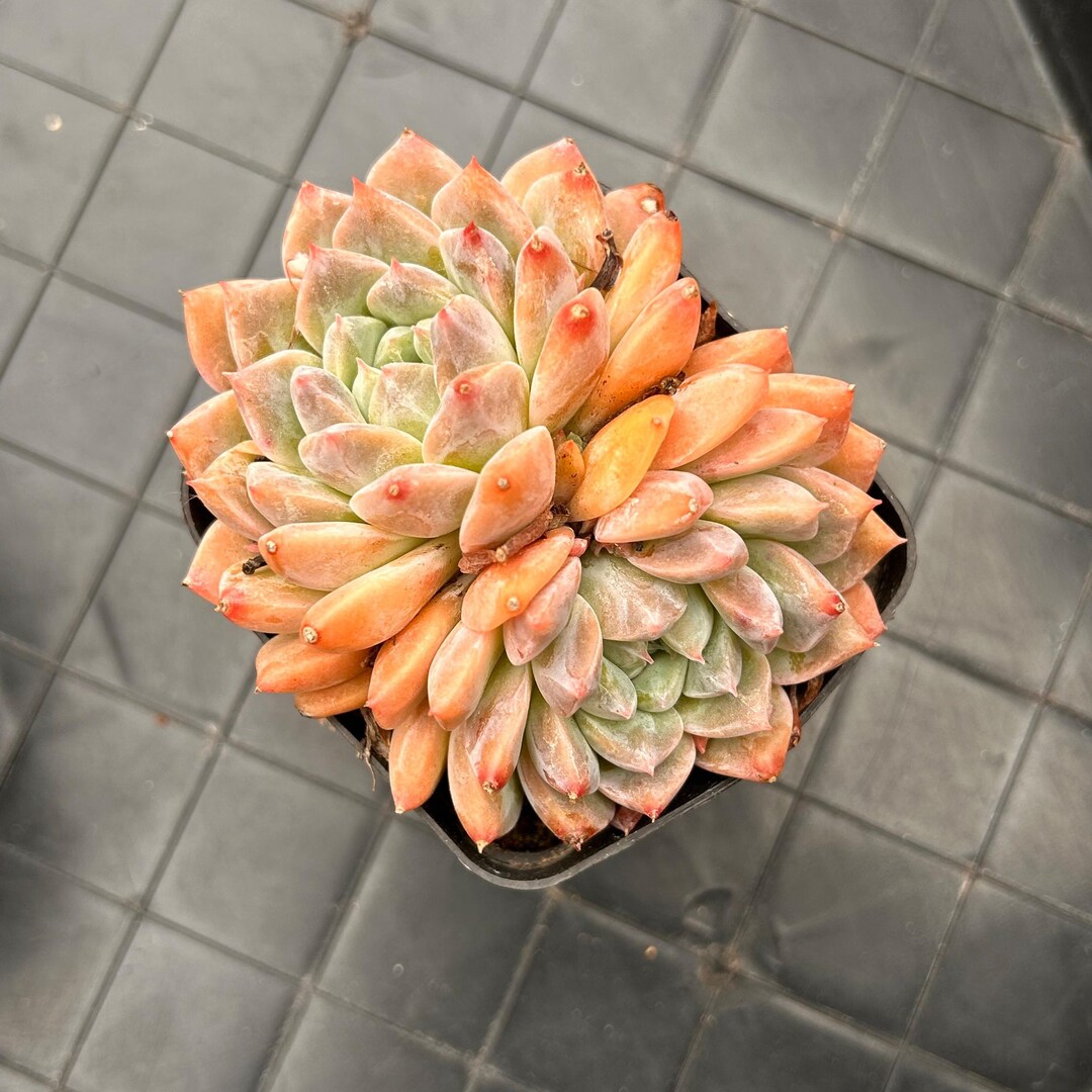 Live Succulents -rare Succulents -echeveria Frosty Bloom - Etsy