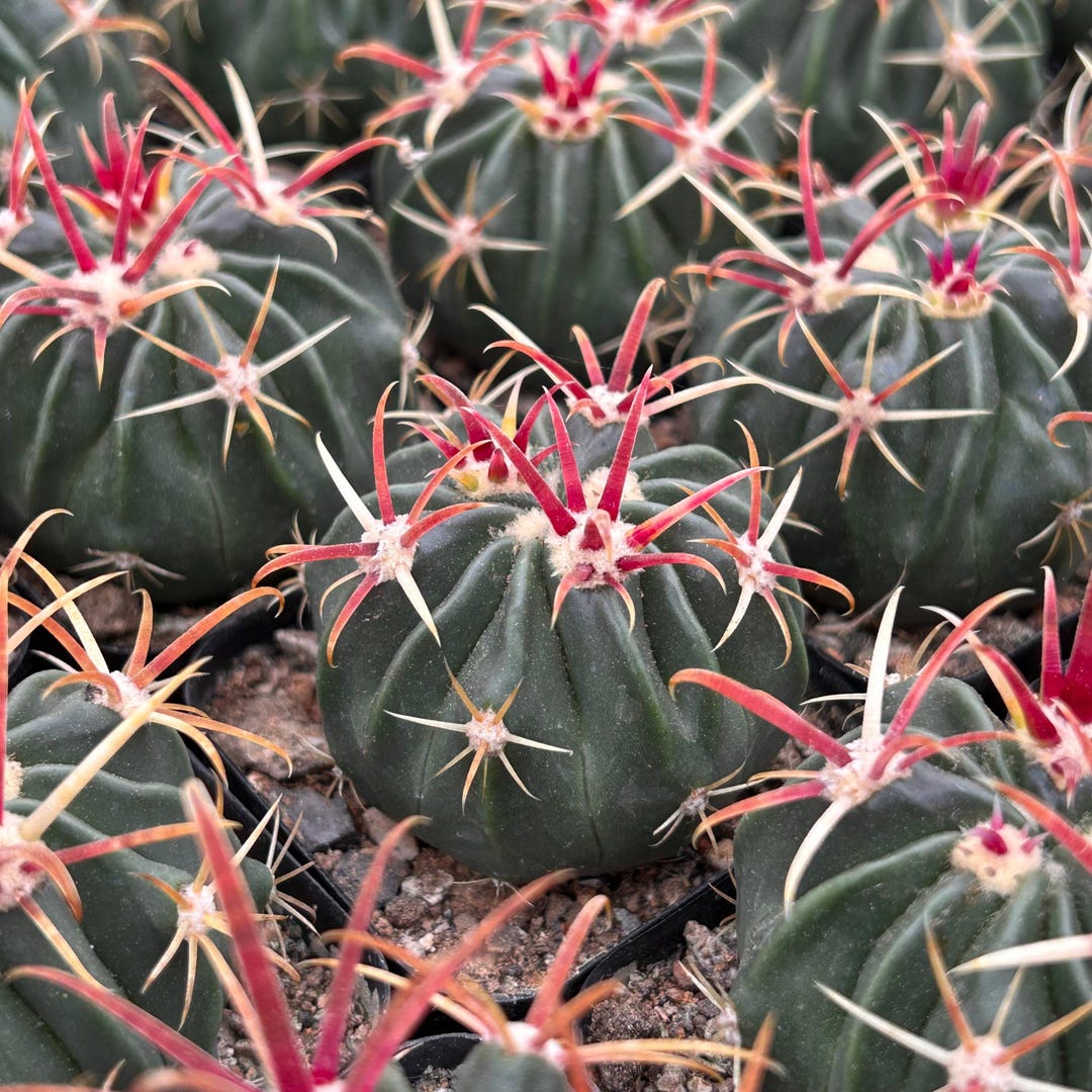 Live Cactus-rare Cactus-ferocactus Latispinus - Etsy