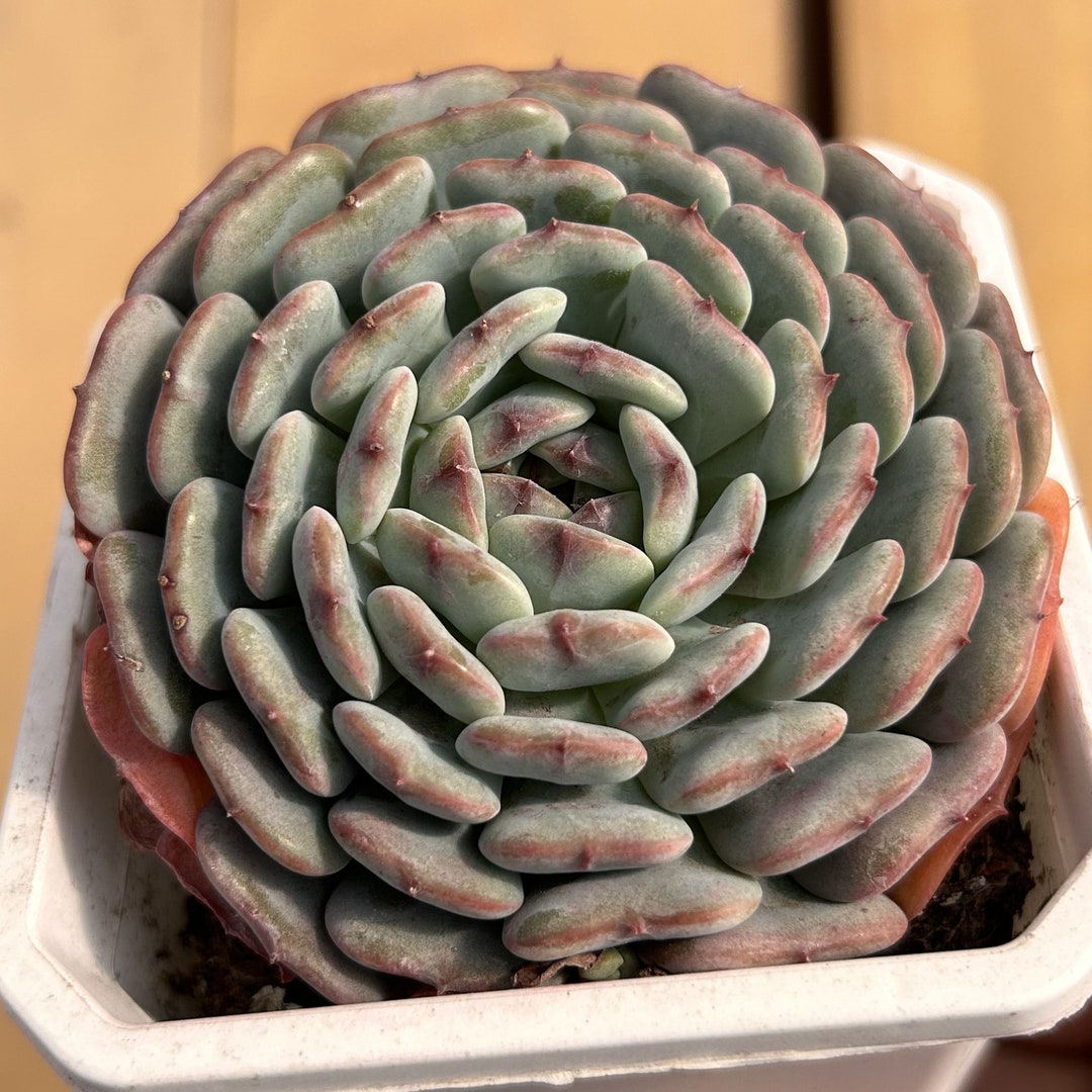 Live Succulents rare Succulents echeveria 'fat White' - Etsy