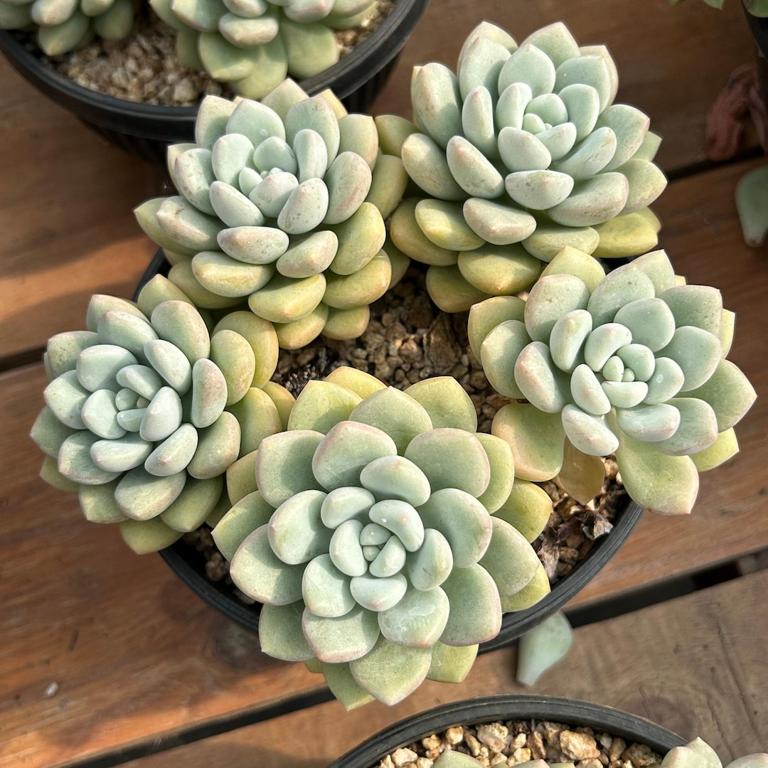 Live Succulents -rare Succulents - Graptoveria Bubble Gum - Etsy