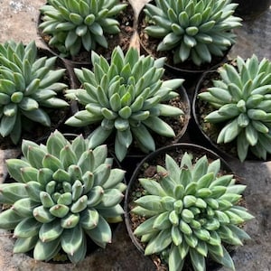 Live Succulents -rare Succulents -multihead Succulents -echeveria ...