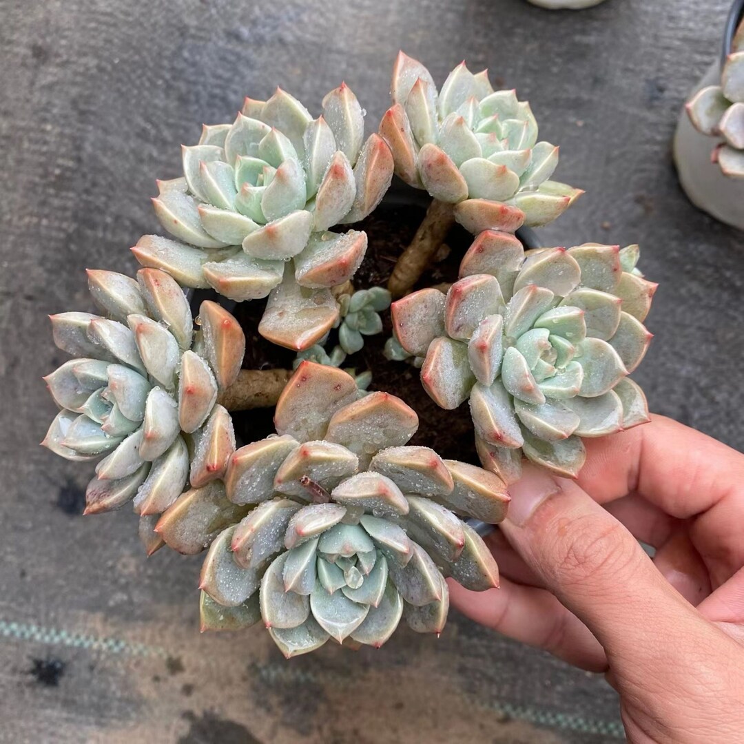 Live Succulents rare Succulents multihead Succulents echeveria Pretty ...