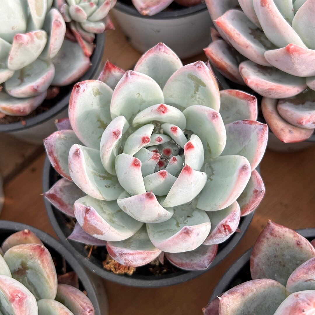 Live Succulents -rare Succulents -multihead Succulents - Echeveria ...