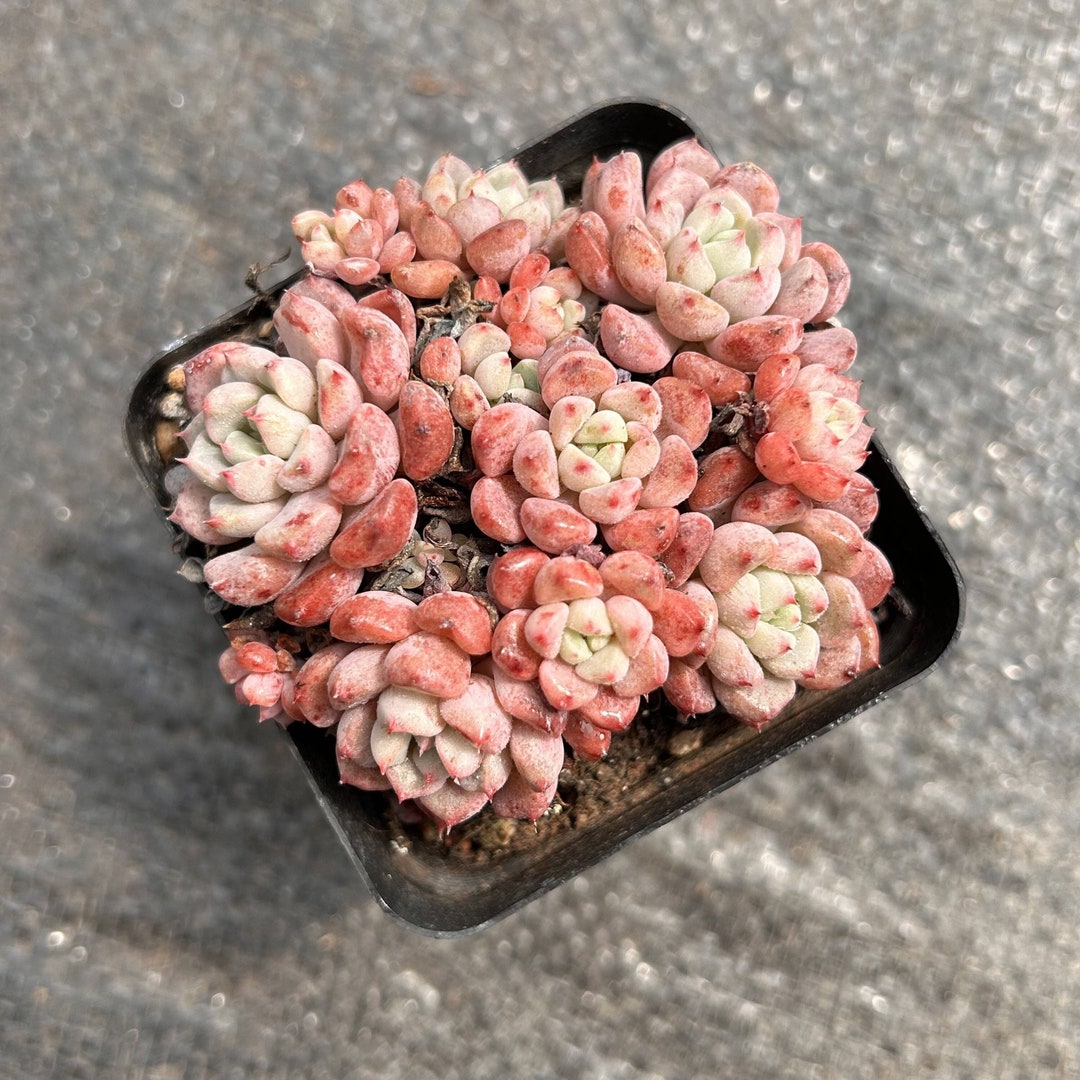 Live Succulents -rare Succulents -echeveria 'embroidery Girl' - Etsy