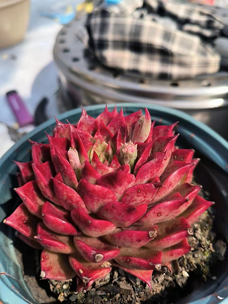 Live Succulents -rare Succulents -echeveria 'seashell' - Etsy
