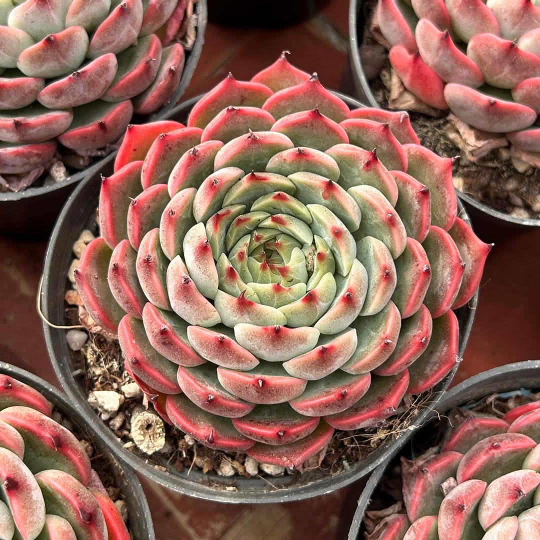 Live Succulents -rare Succulents - Echeveria Blue Eyes - Etsy