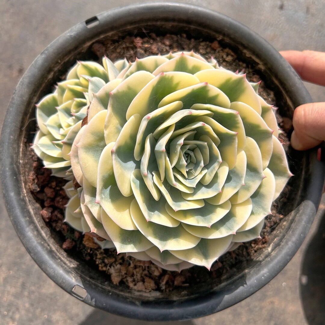 Live Succulents rare Succulents Echeveria Lenore Dean - Etsy