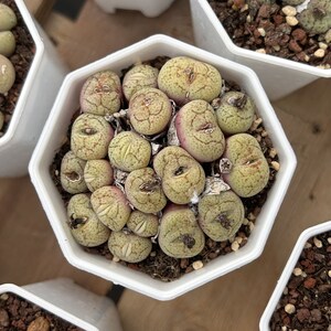 Live Succulents -rare Succulents -conophytum Minimum Wittebergense - Etsy