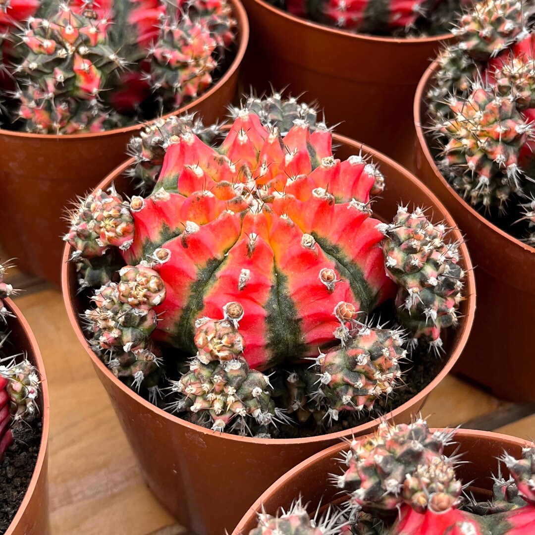 Live Cactus-rare Cactus-cactus Flower Butterfly - Etsy New Zealand