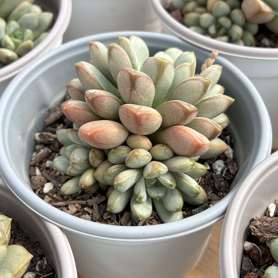 Live Succulents -rare Succulents - Graptoveria Amethorum - Etsy