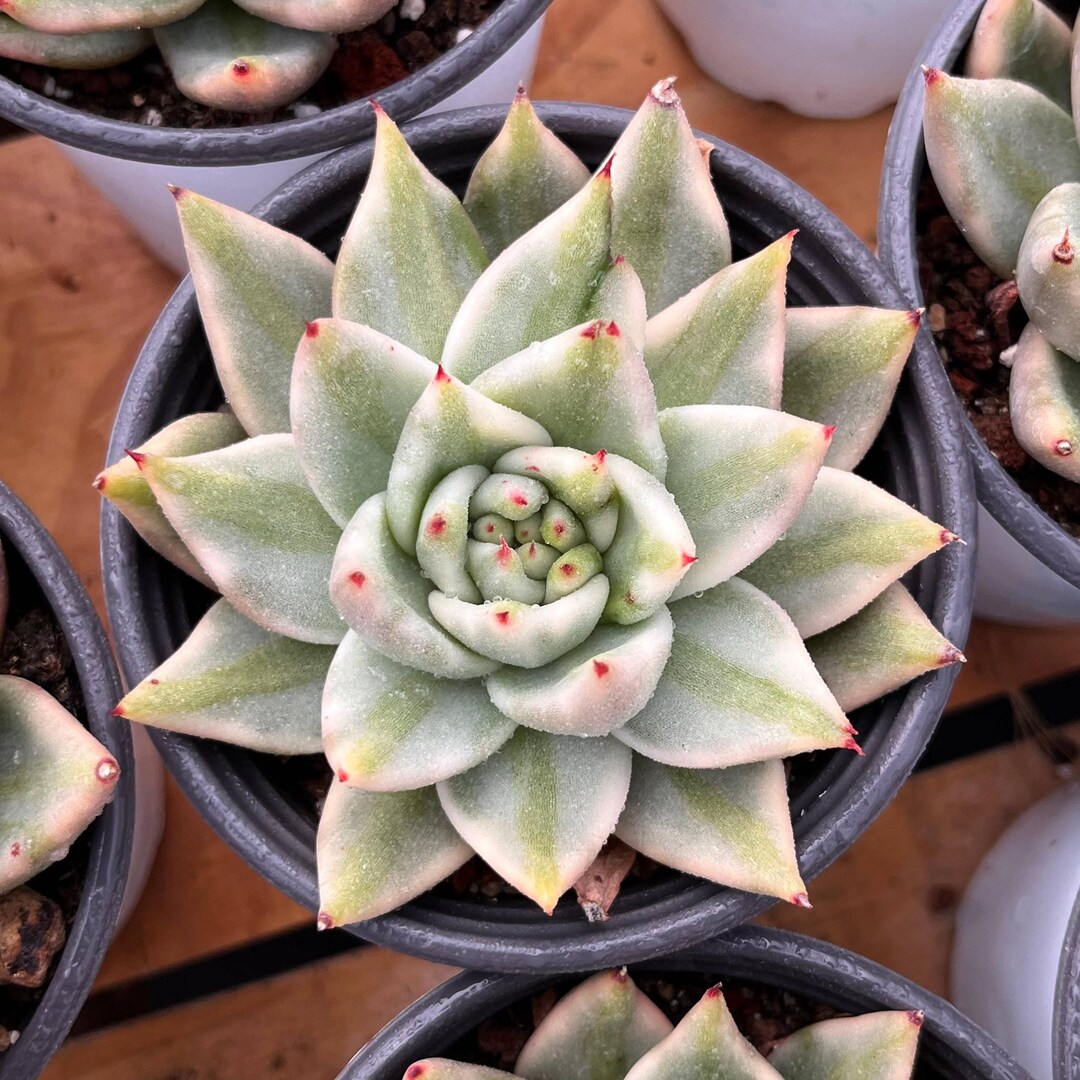 Live Succulents -rare Succulents -multihead Succulents - Echeveria ...