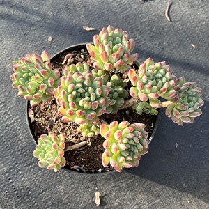 Live Succulents -rare Succulents - Sedeveria Blue Apple - Etsy