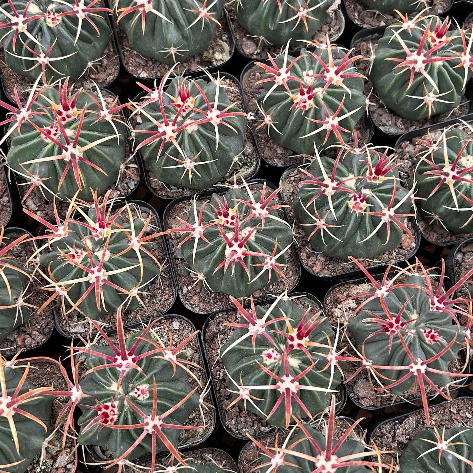 Live Cactus-rare Cactus-ferocactus Latispinus - Etsy