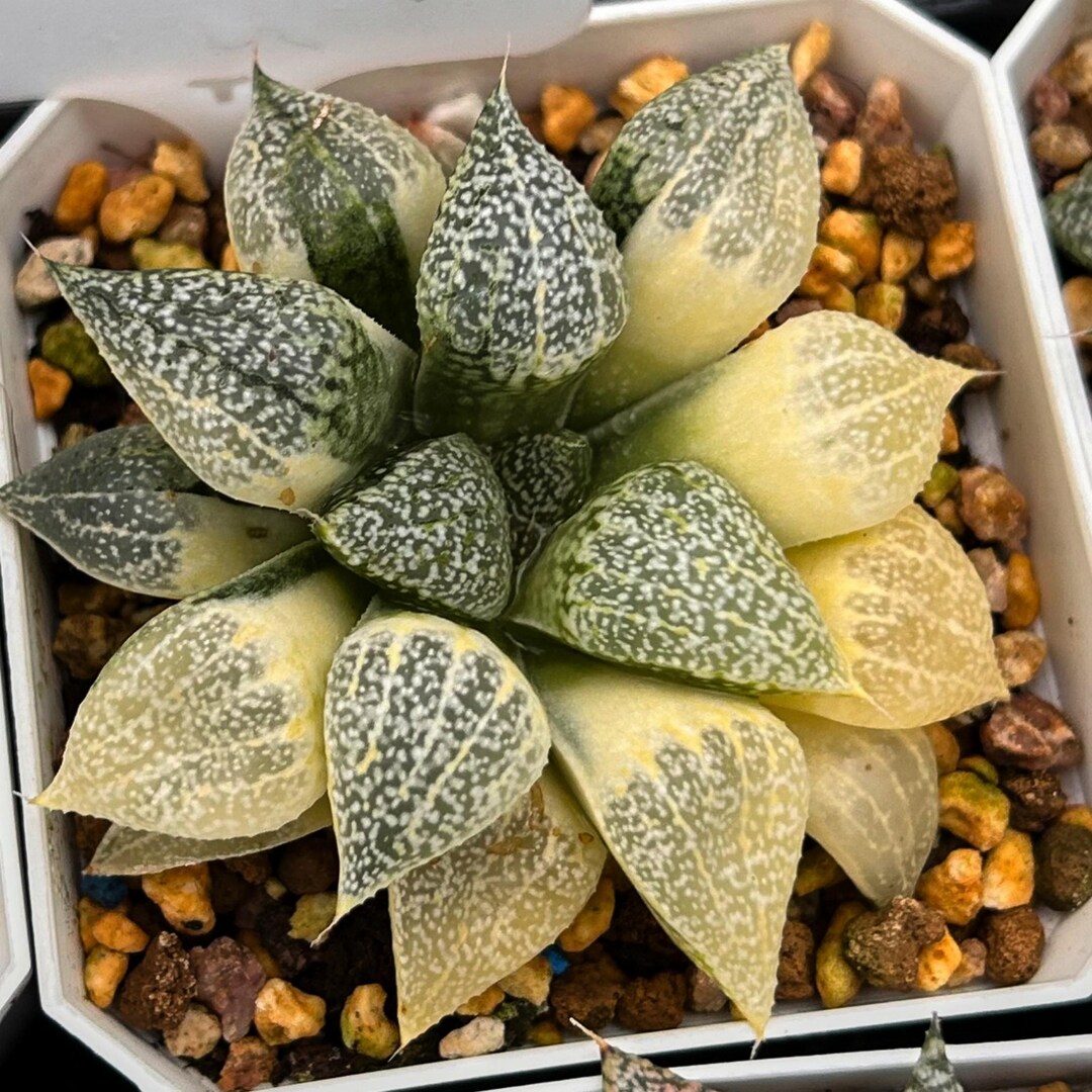 Live Succulents -rare Succulents -haworthia Picta Variegated - Etsy