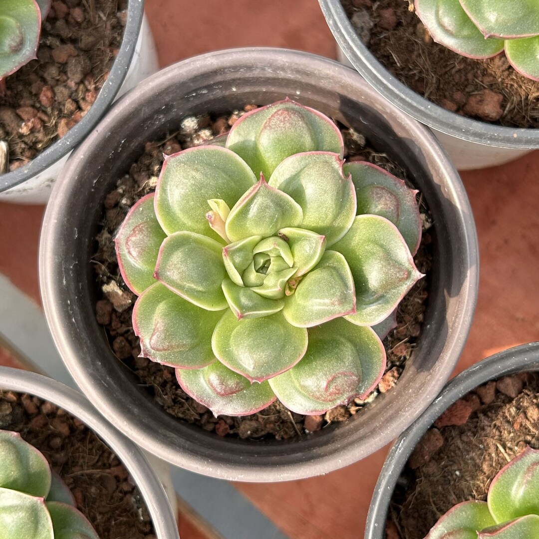 Live Succulents -rare Succulents - Echeveria Longissima - Etsy