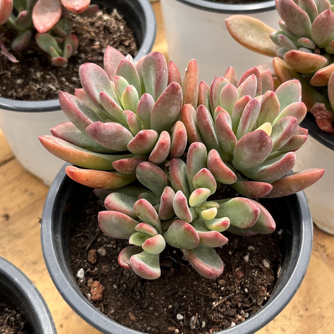 Live Succulents -rare Succulents - Echeveria Rezry - Etsy