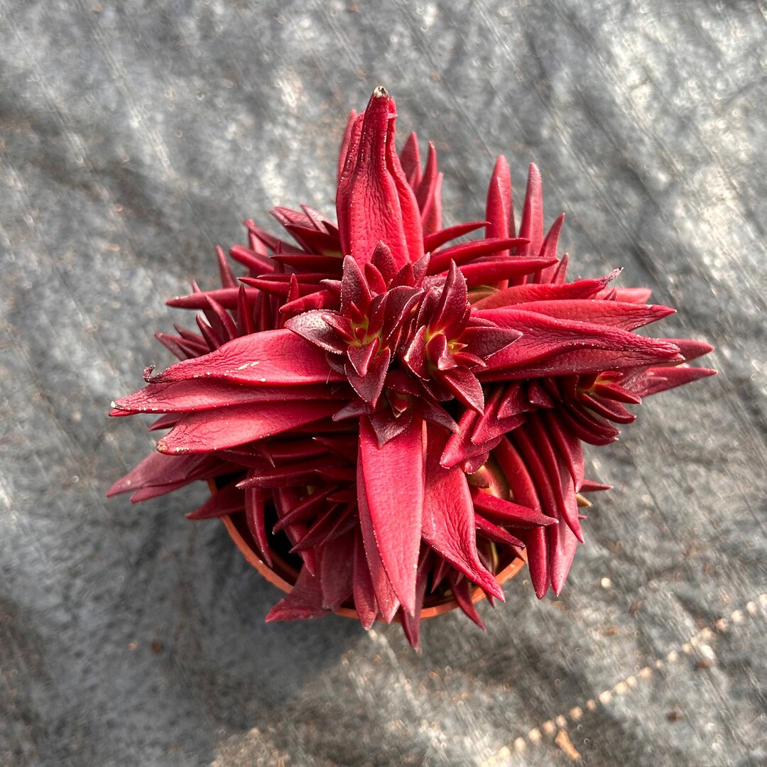 Live Succulents -rare Succulents -multihead Succulents - Crassula Fusca ...