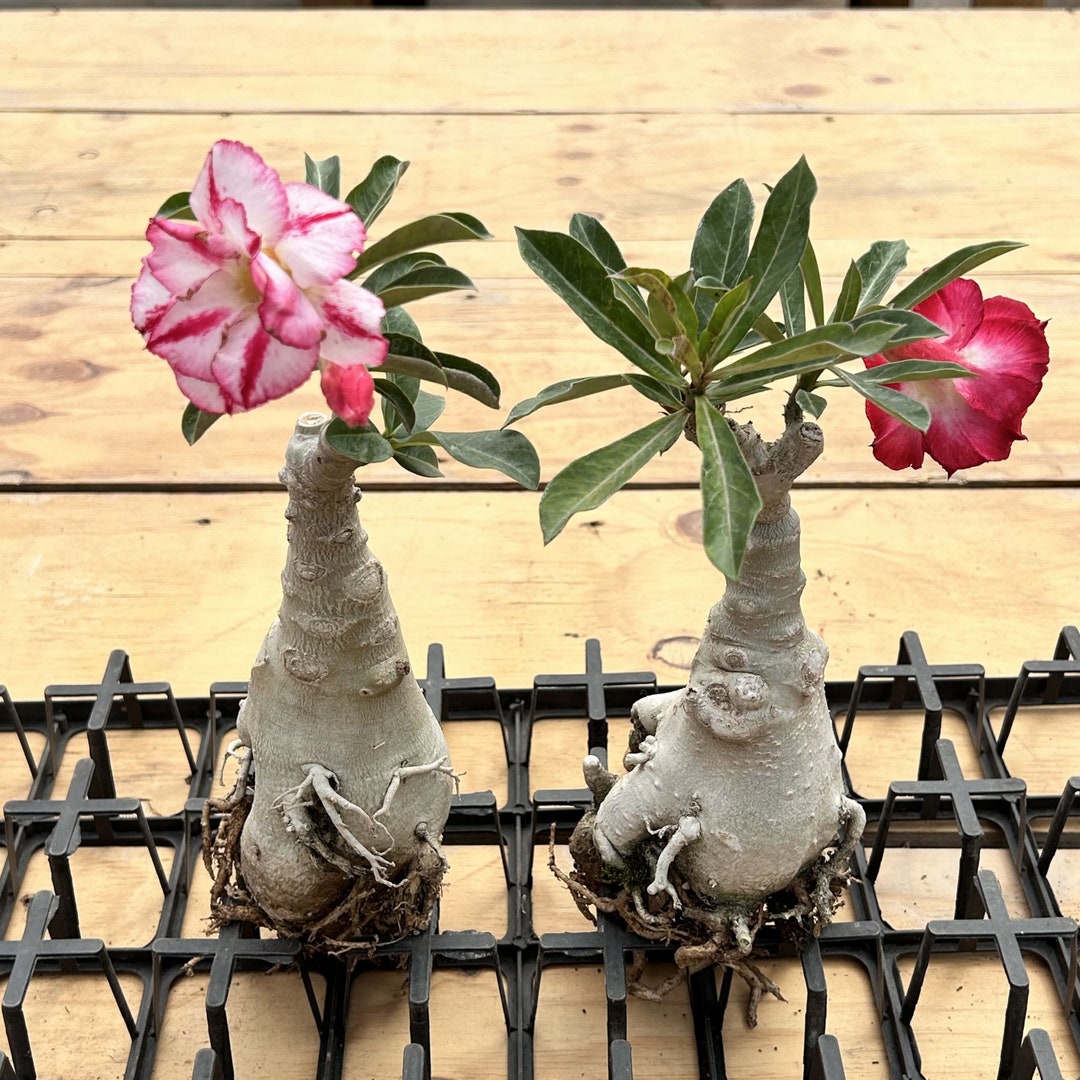 Live Succulents rare Succulents Adenium Obesum - Etsy