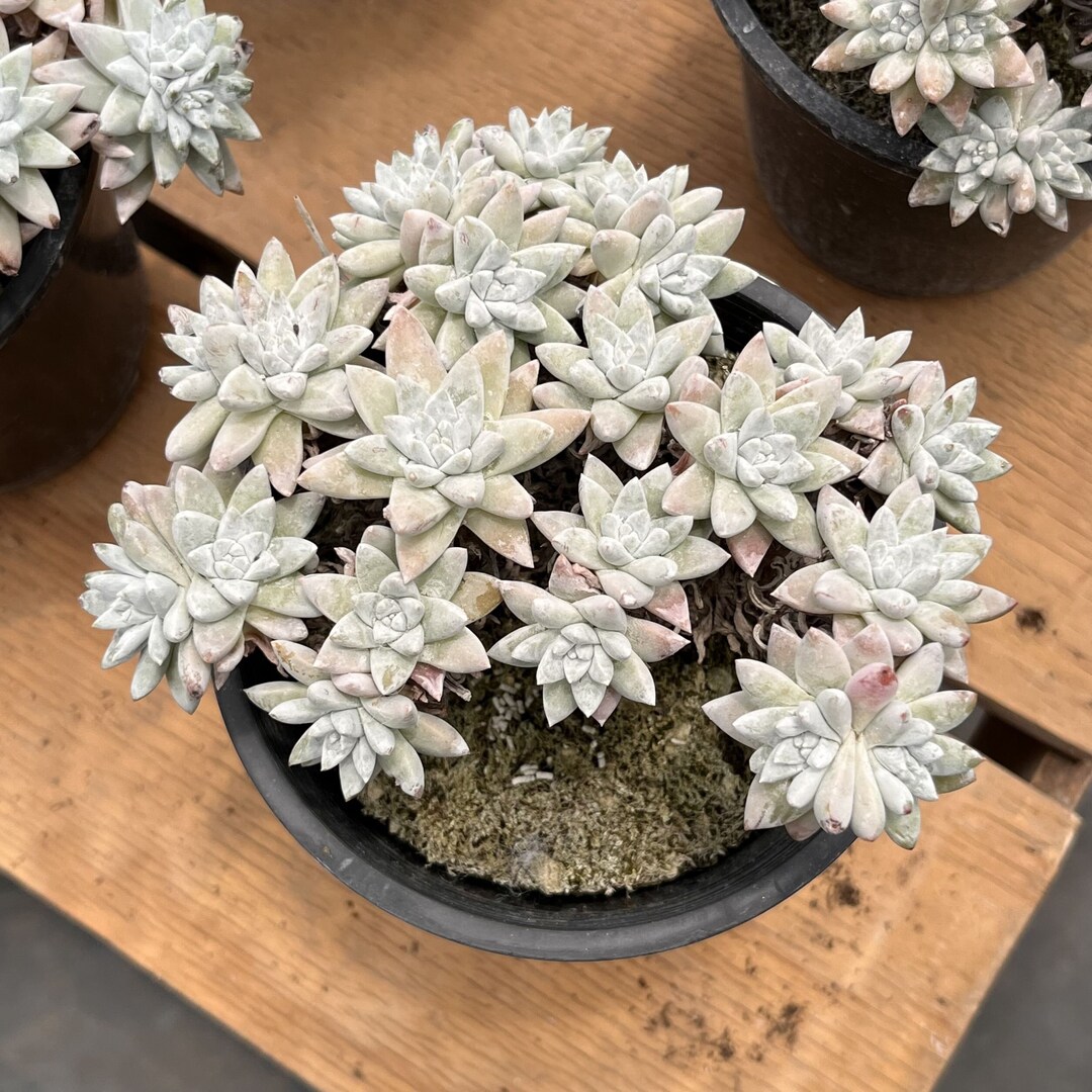 Live Succulents -rare Succulents - Dudleya Greenei White Sprite - Etsy
