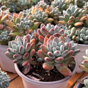 Live Succulents -rare Succulents -multihead Succulents -pachyphytum ...