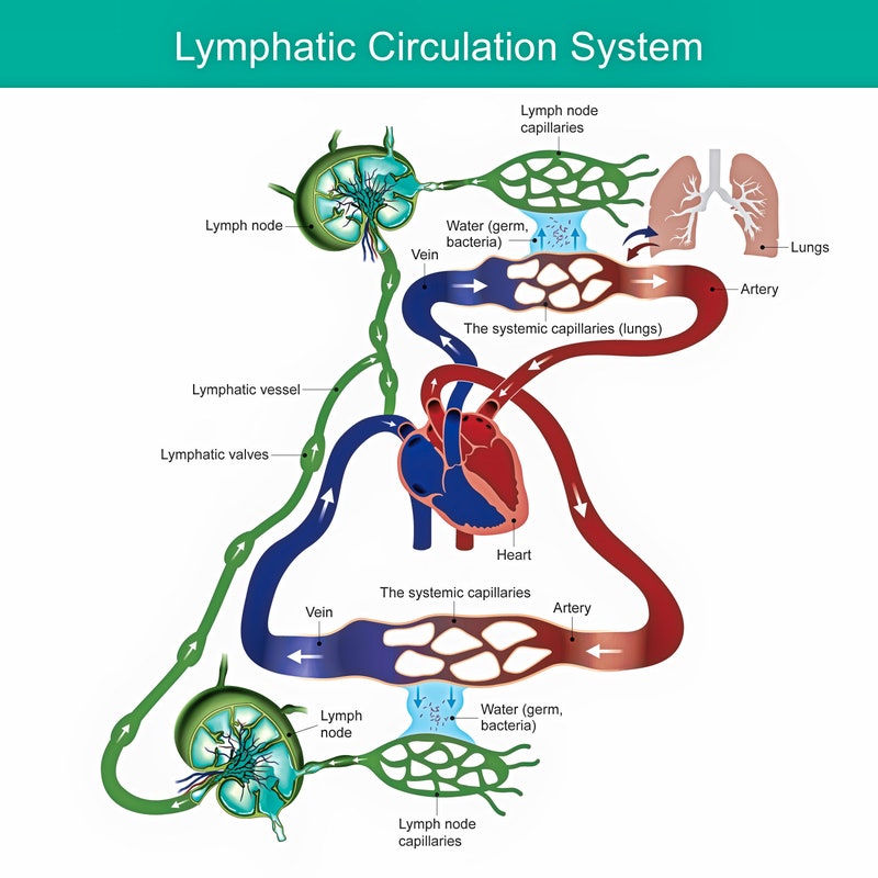 Lymphatic System Anatomy - Etsy