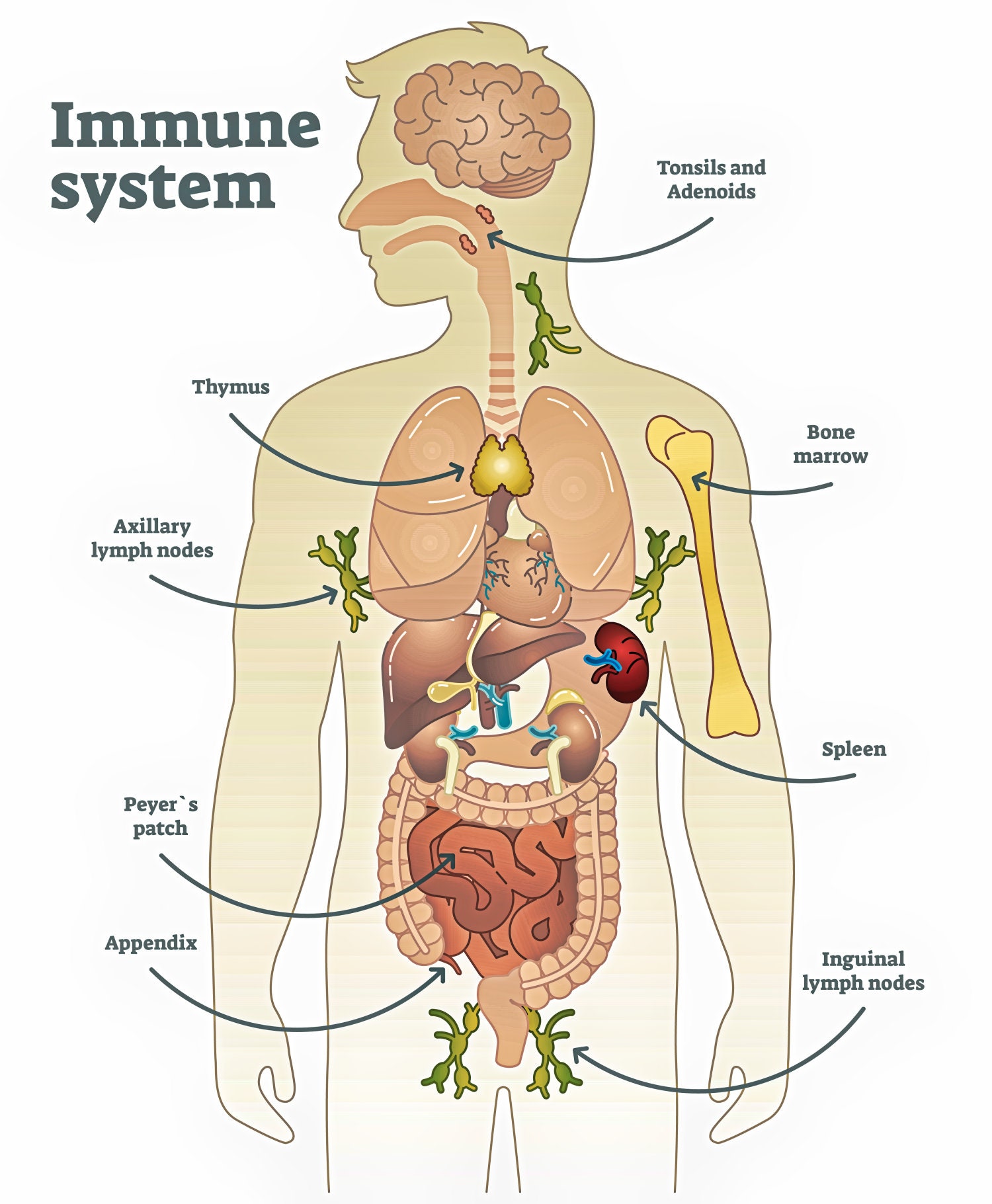 Human Immune System Anatomy Download - Etsy