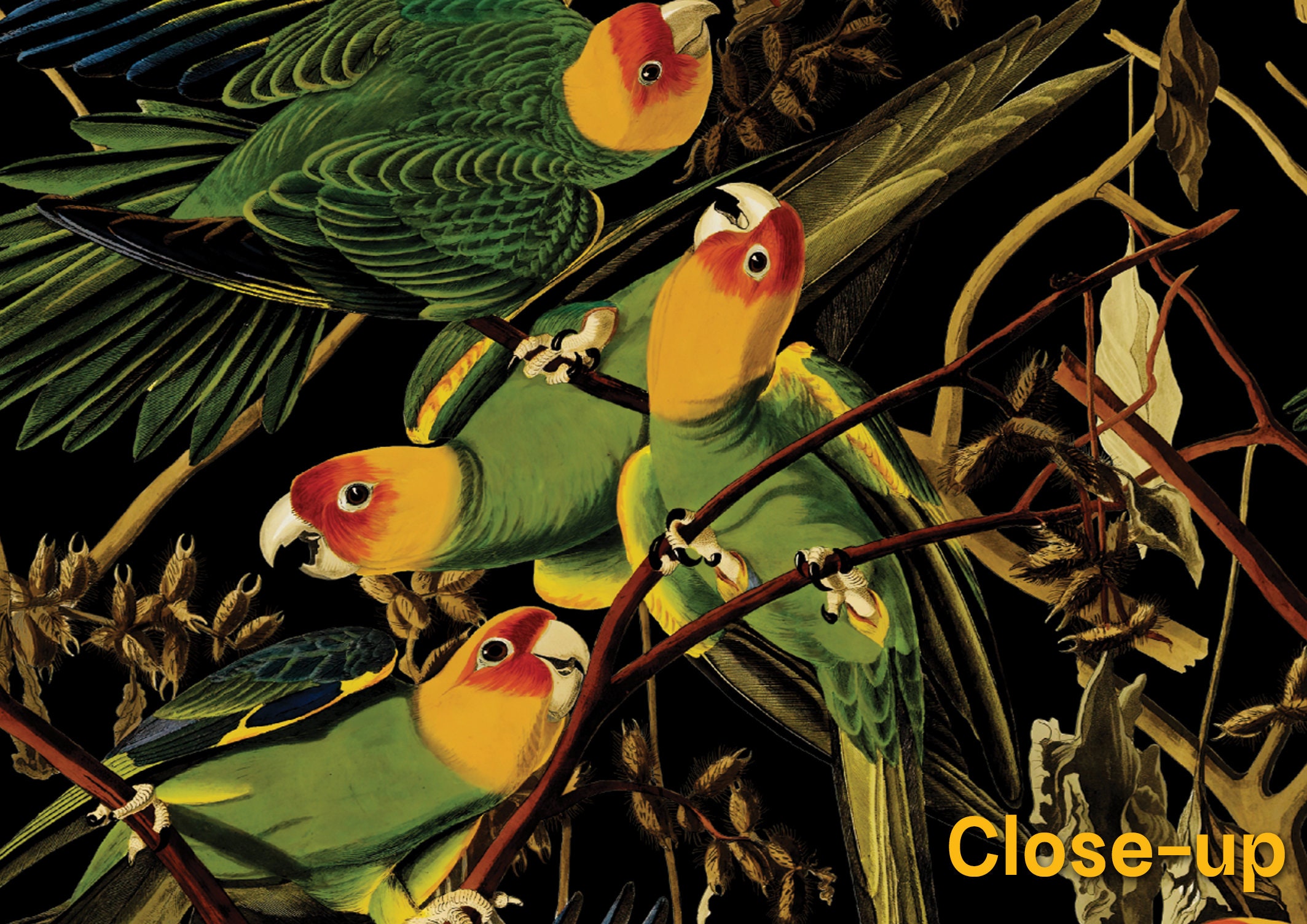 Parrot Wallpaper Border 878320 Ruby Hummingbird Wallpaper Border