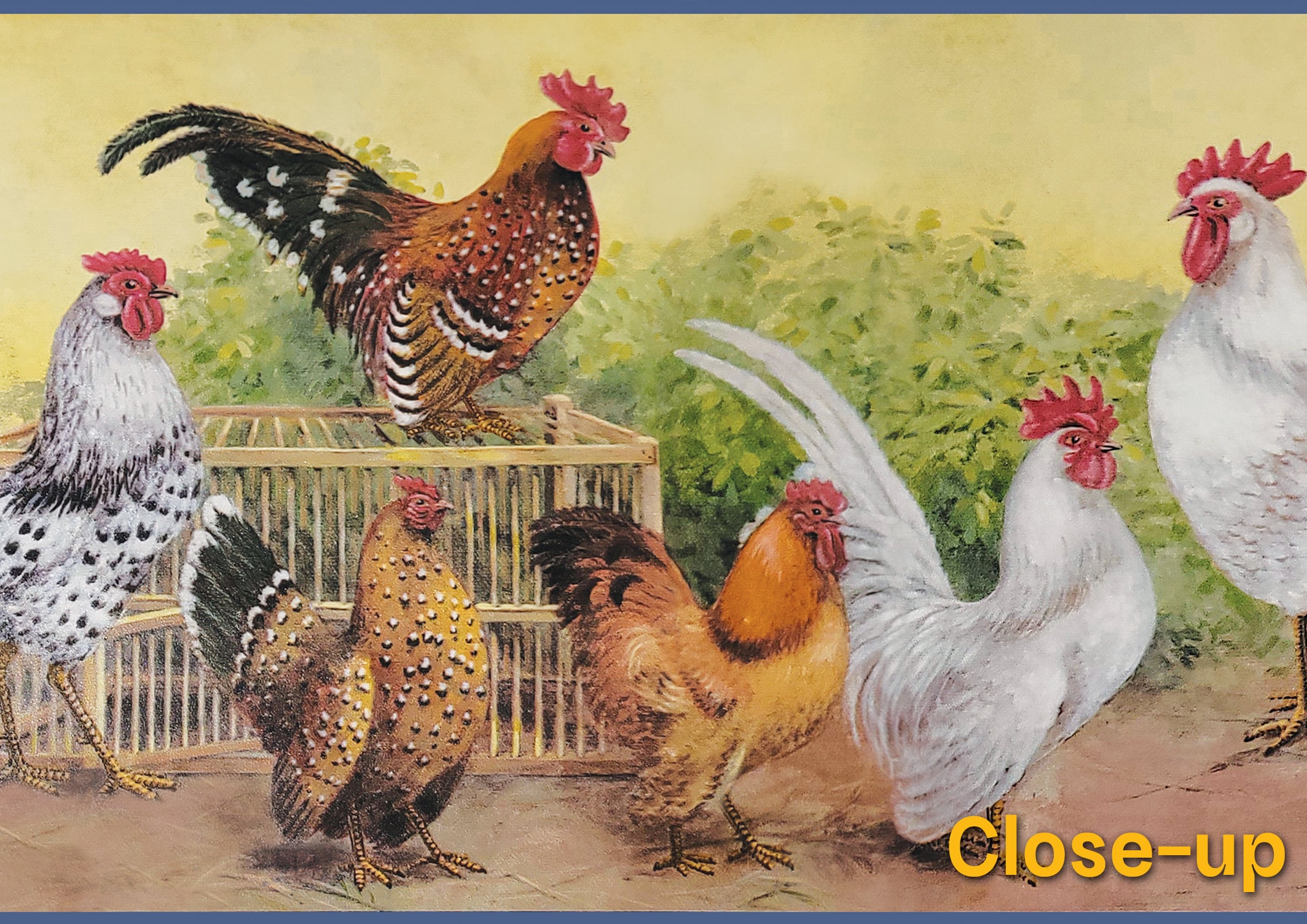 Vintage Country Chicken Wallpaper Border: Farmhouse Wall Decor - Etsy