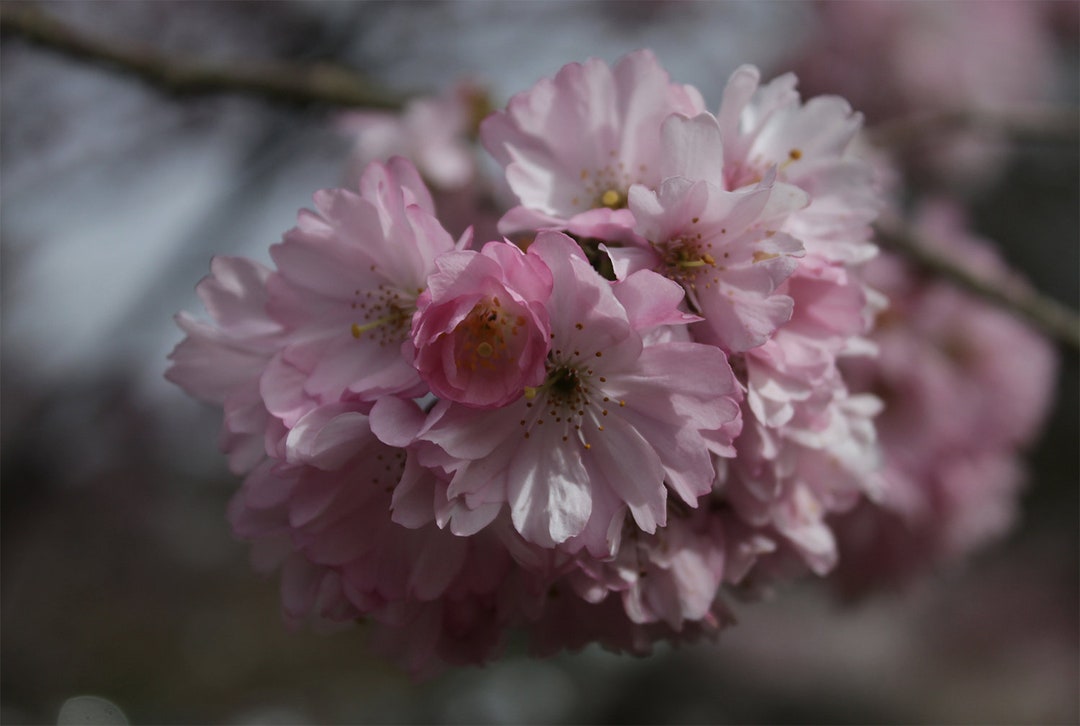 Pink Blossom Photography Print Wall Art Available With Or Etsy pink-blossom-photography-print-wall-art-available-with-or-etsy