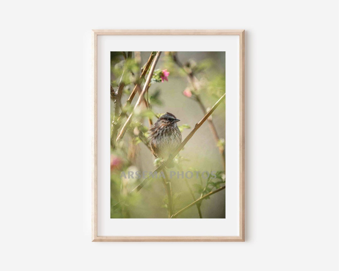 Nestled Sparrow - Photo Print - Stanley Park, Vancouver, BC - Etsy