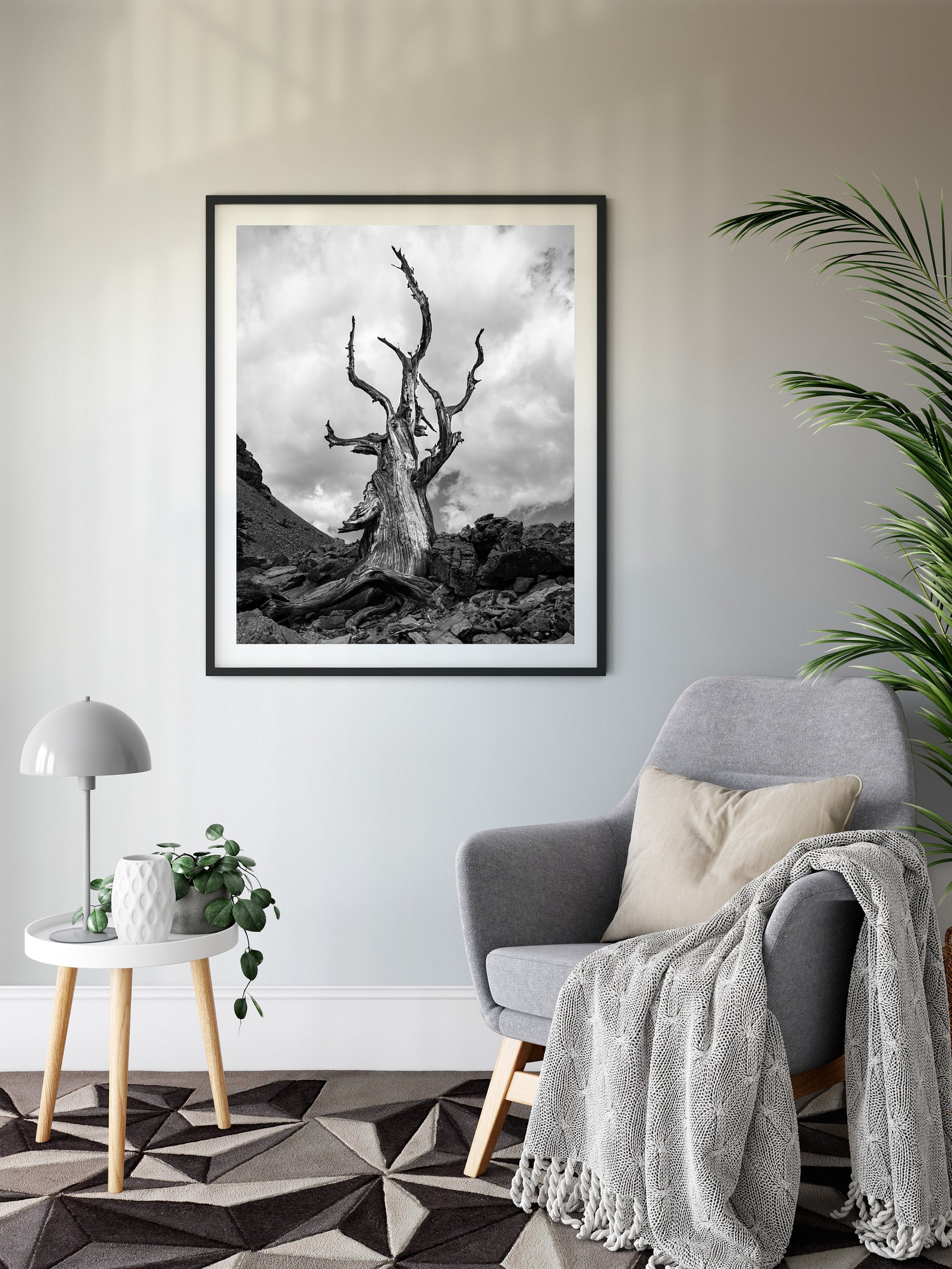 The Wizard, Ancient Limber Pine, Fine Art Black and White Photography ...