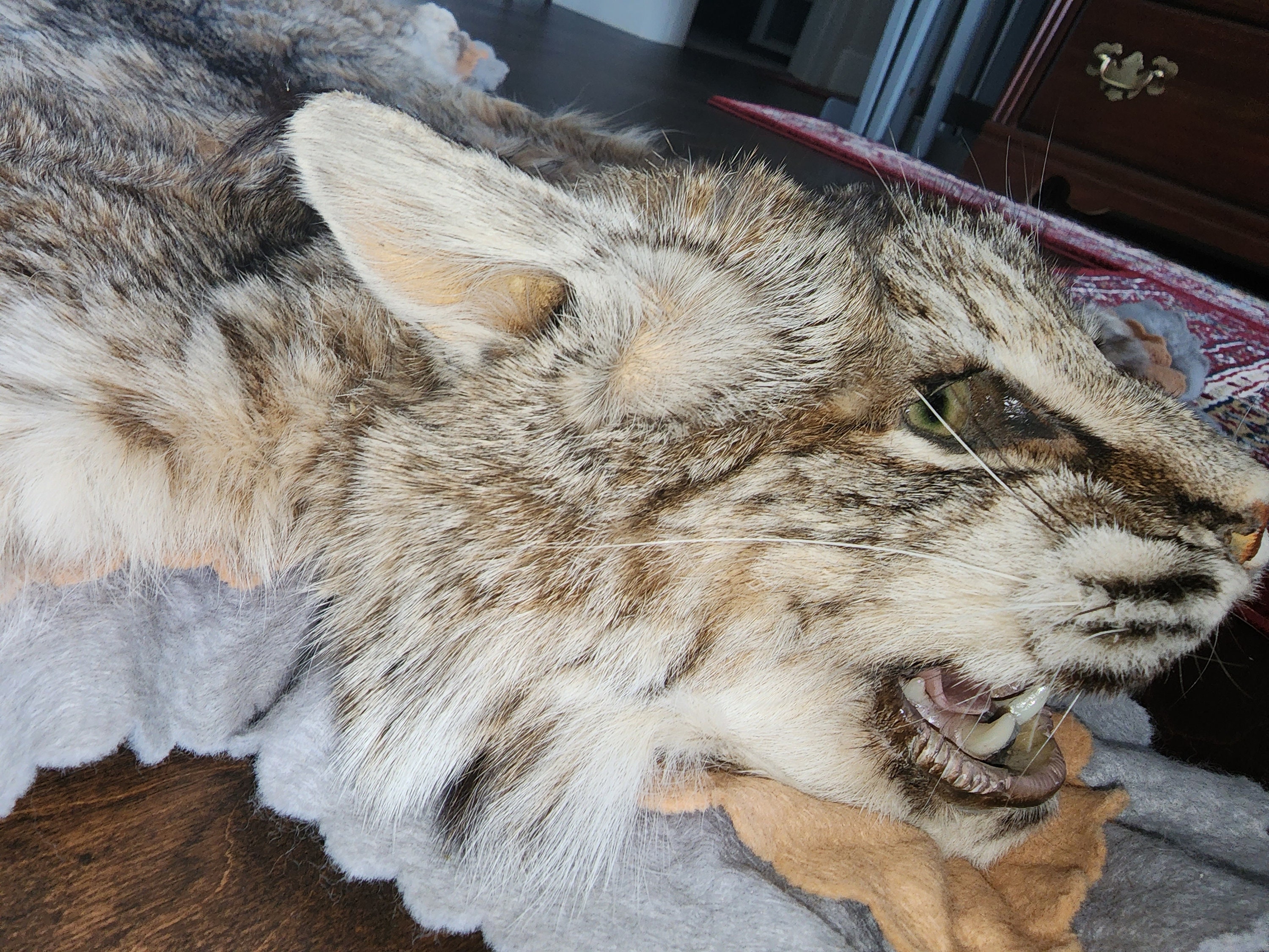 Bobcat Rug - Etsy