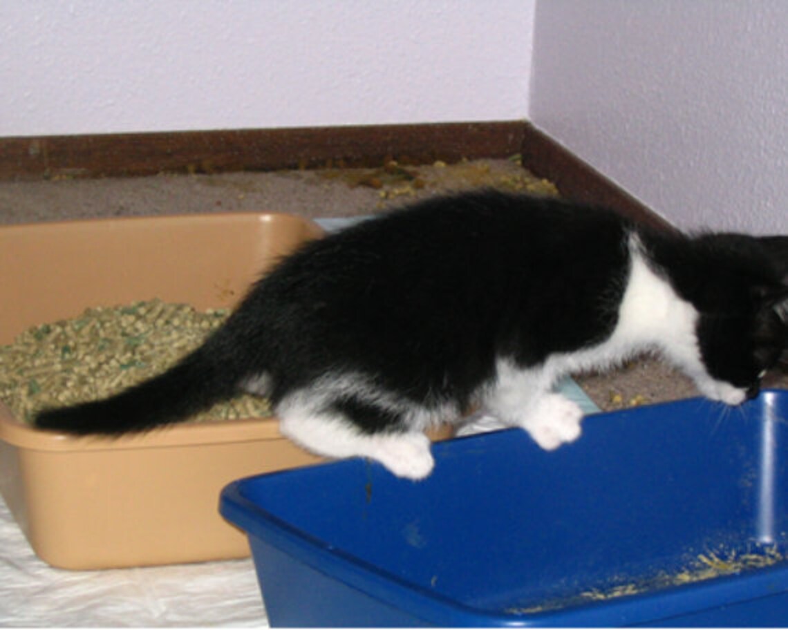 Cat Behavior Problems and How to Solve Them Cat Training How to Train a ...