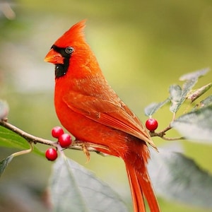 Beautiful RED CARDINAL Glossy 8x10 or 11x14 Photo Bird Print Wildlife ...