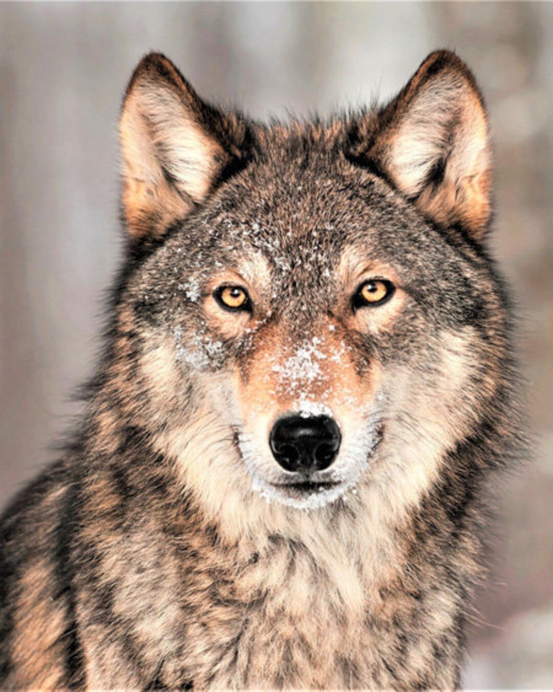 GRAY WOLF Glossy 8x10 or 11x14 Photo Animal Print Wildlife Poster - Etsy
