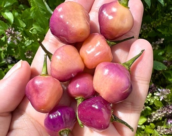 Cheiro Roxa Hot Pepper Premium Seed Packet More - Etsy