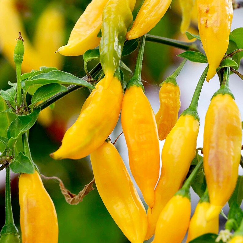 Aji Lemon Drop Aka Hot Lemon Pepper 12 Seeds - Etsy