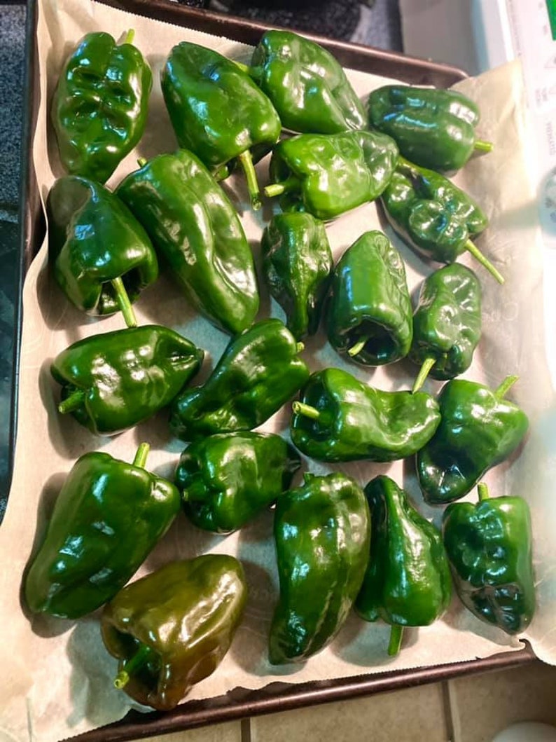 Ancho Gigantea/poblano Pepper 12 Seeds - Etsy