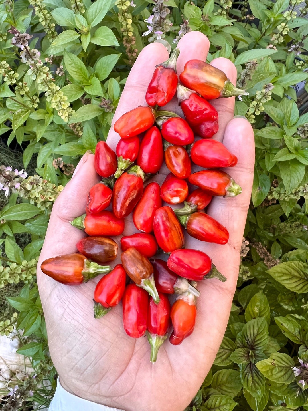 Purple Tiger Variegated Pepper 12 Seeds - Etsy