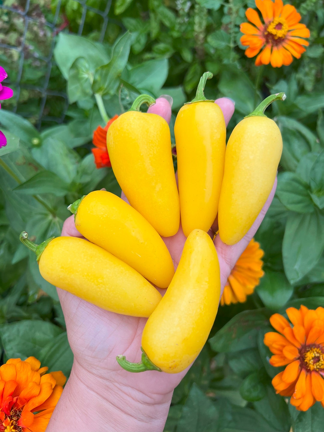 Giant Yellow Jalapeno Pepper 12 Seeds - Etsy