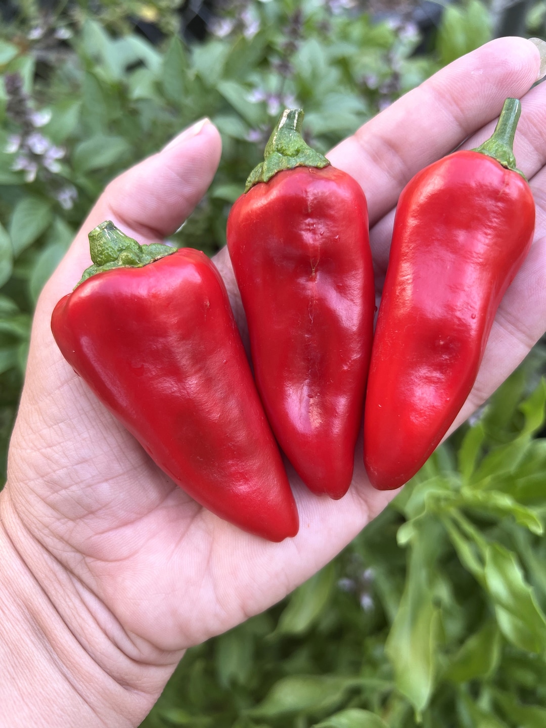 Leutschauer Paprika Pepper 12 Seeds - Etsy