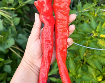 Santa Fe Grande Guero Pepper Premium Seed Packet - Etsy