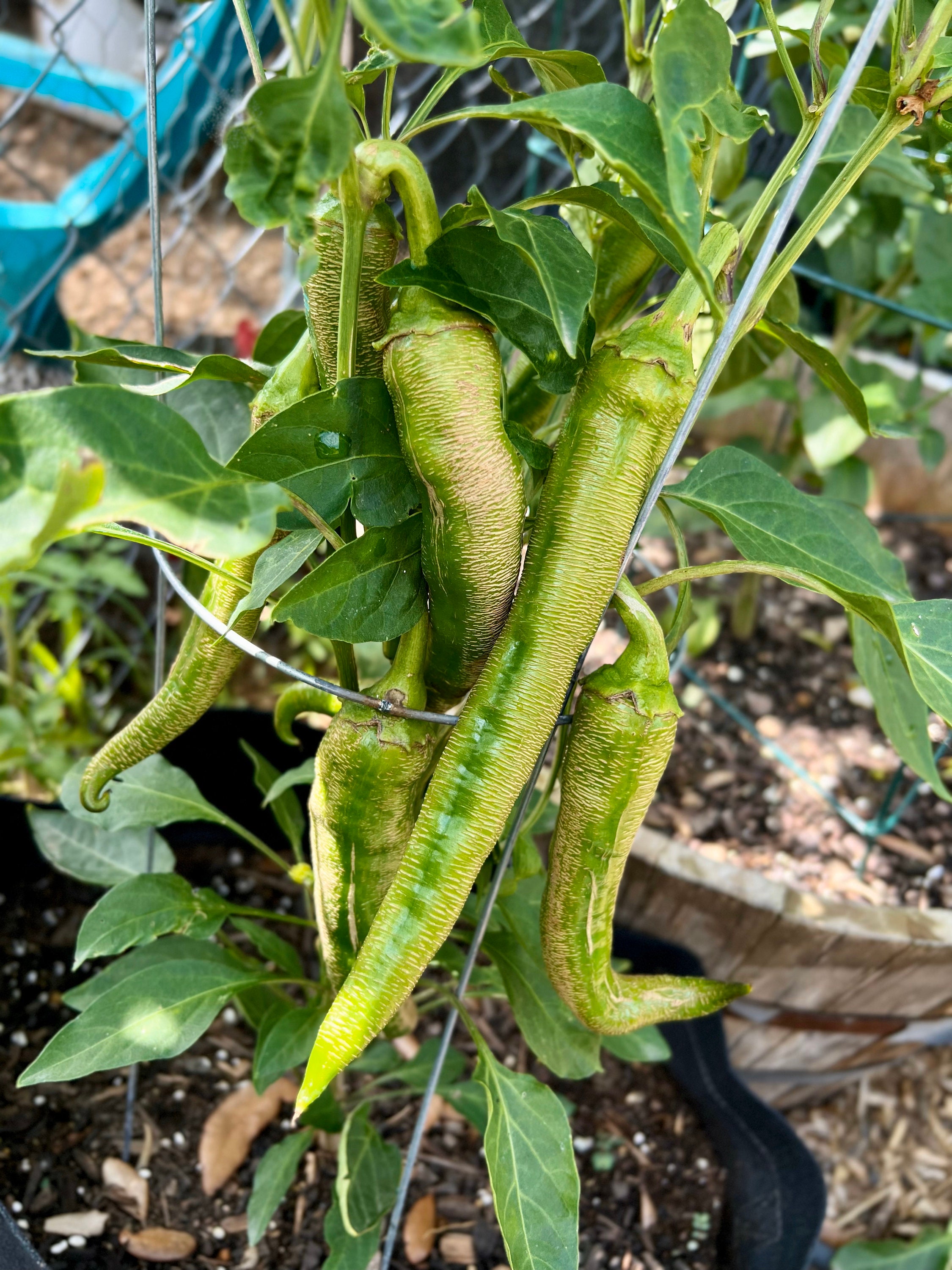 Vezena Piperka vezenka/rezha Macedonia Pepper 12 Seeds - Etsy