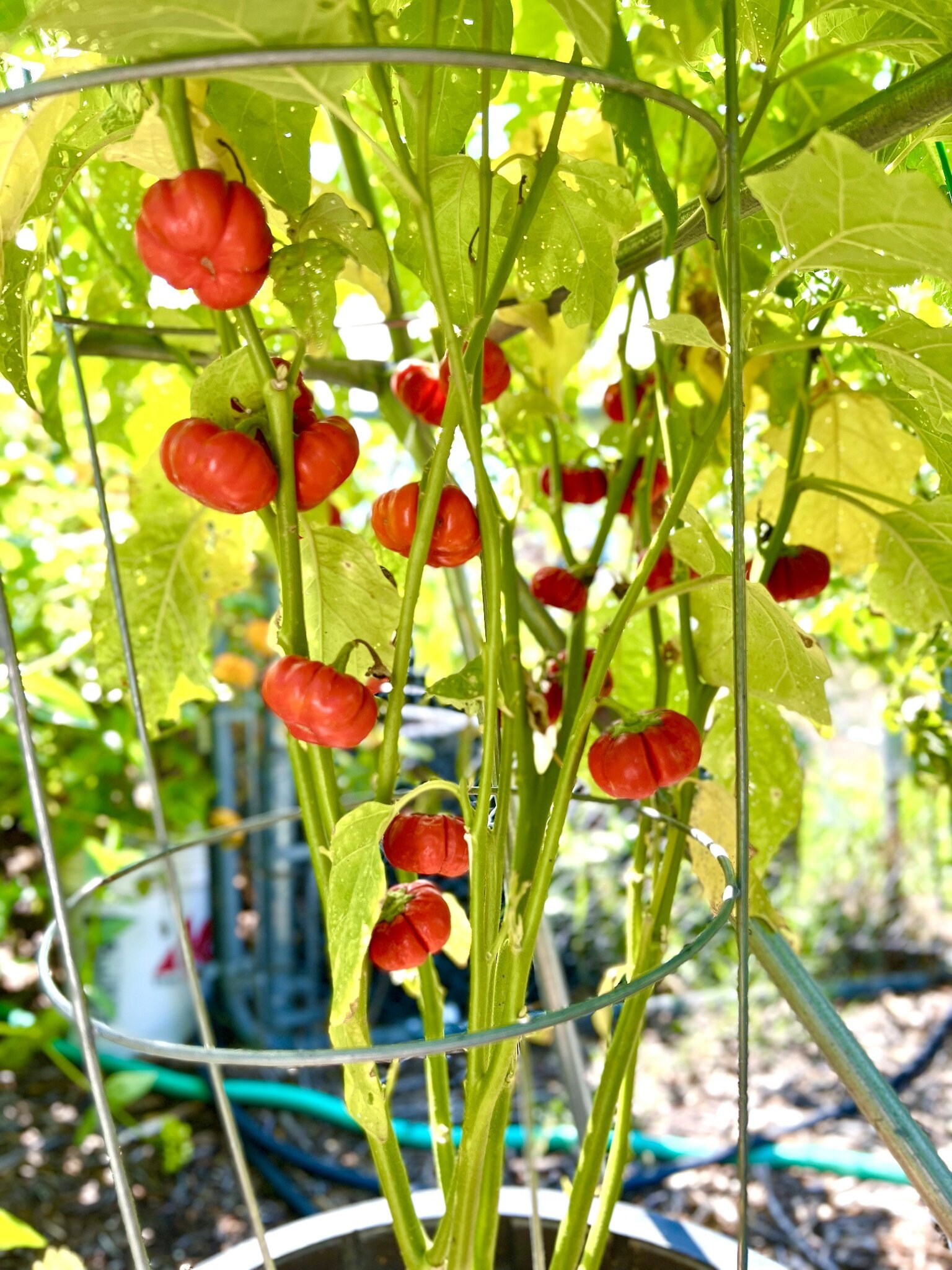 Red Ruffled Eggplant Aka Pumpkins on a Stick 12 Seeds - Etsy