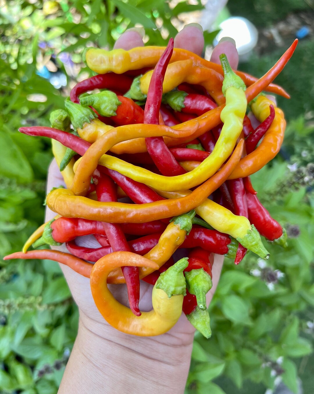 Cayenne Sweetness Pepper 12 Seeds - Etsy